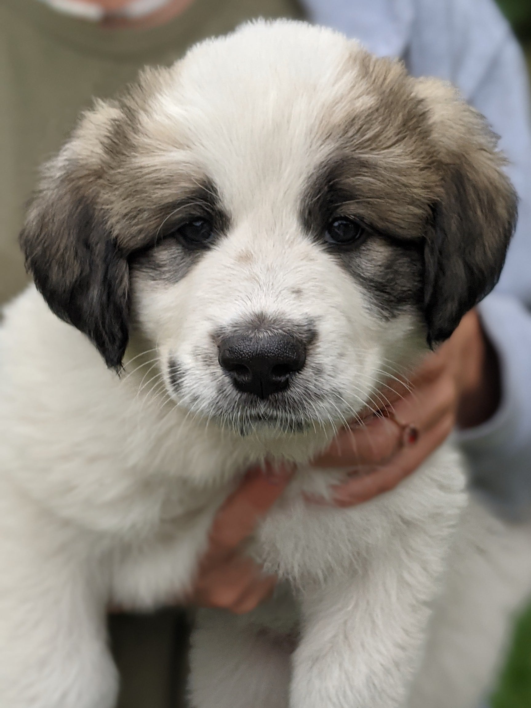 Great Pyrenees Puppies Minnesota | AKC Registerable