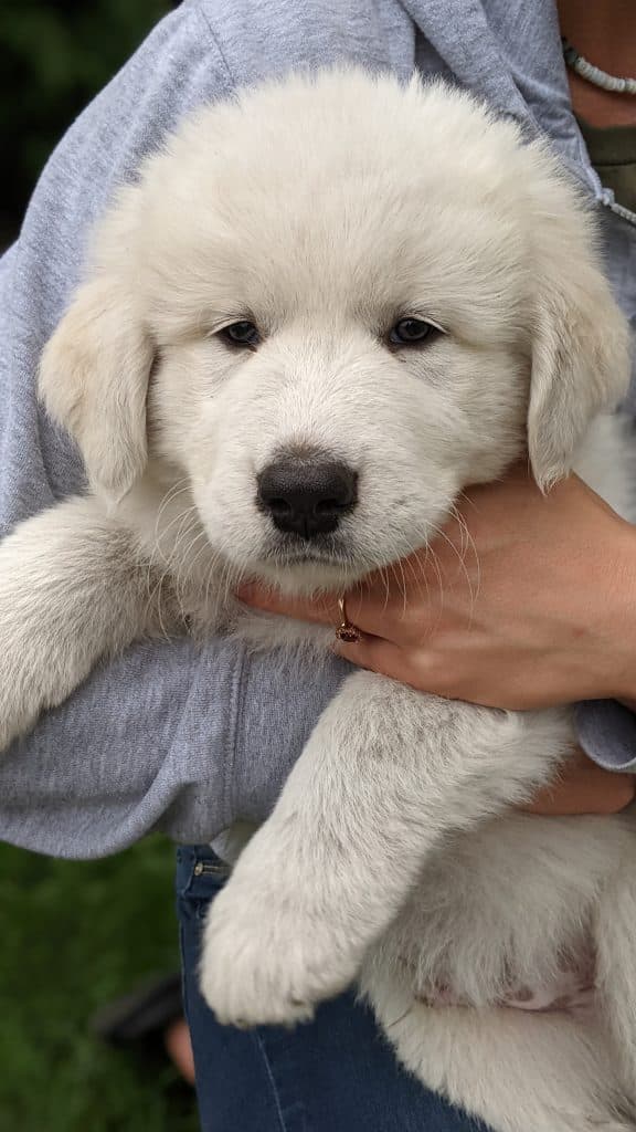 Great Pyrenees Puppies Minnesota | AKC Registerable
