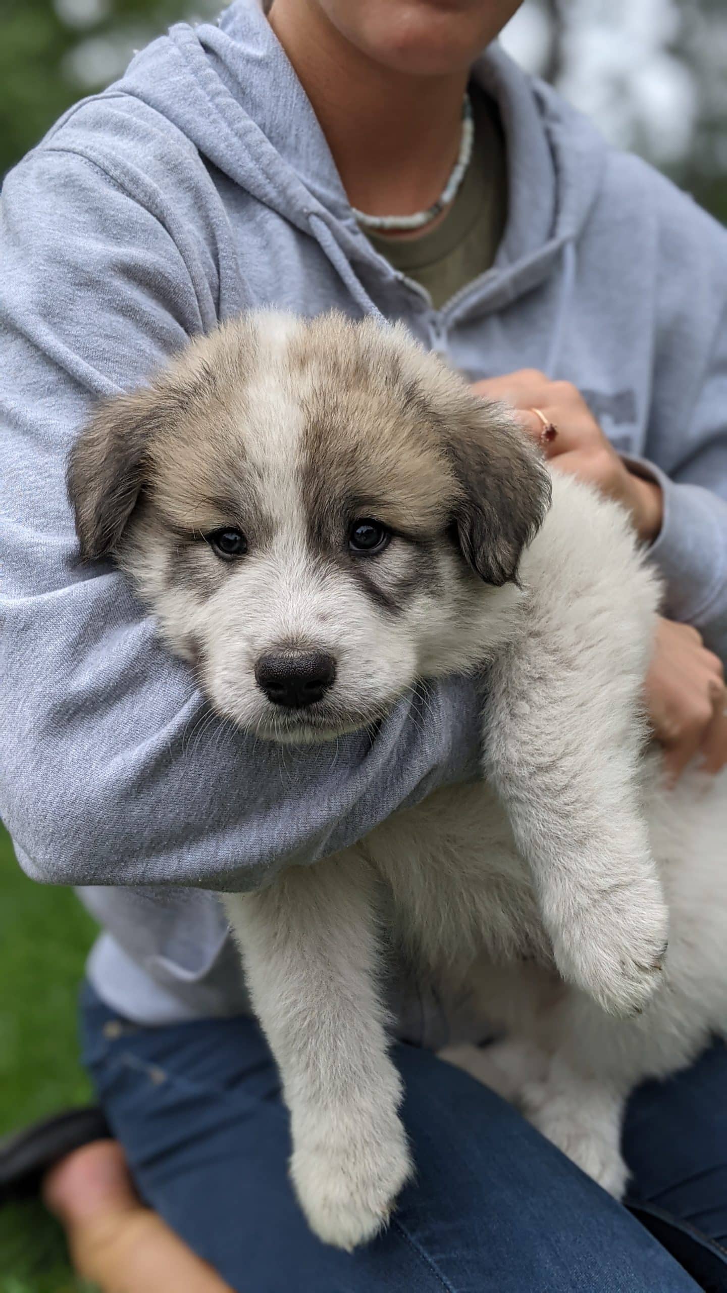 Great Pyrenees Puppies Minnesota | AKC Registerable