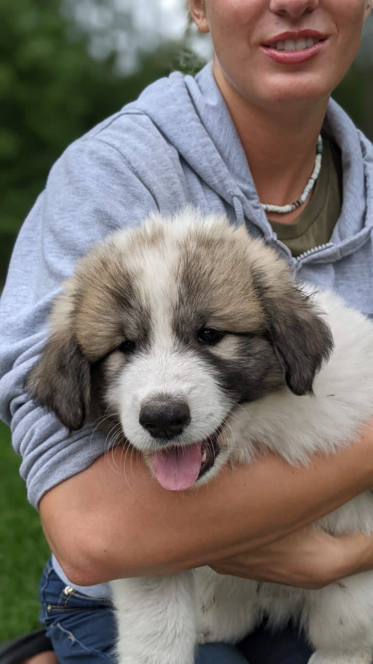 Great Pyrenees Puppies Minnesota | AKC Registerable