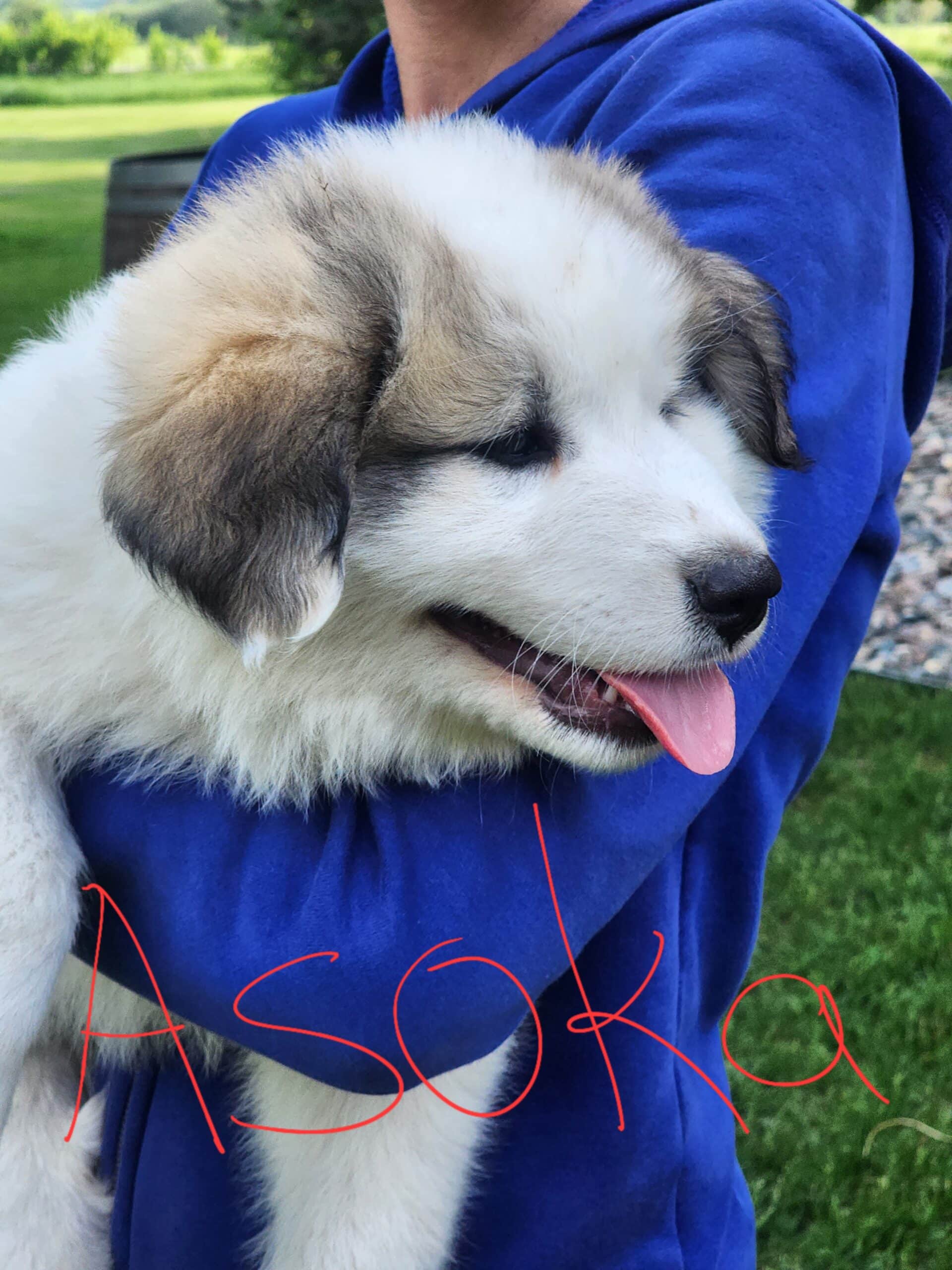 Great Pyrenees Puppies in the Midwest | AKC Registered