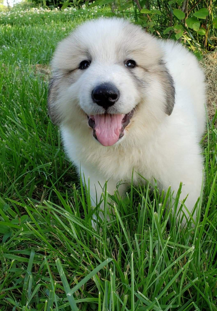 Great Pyrenees Puppies | AKC Registered | Northern MN